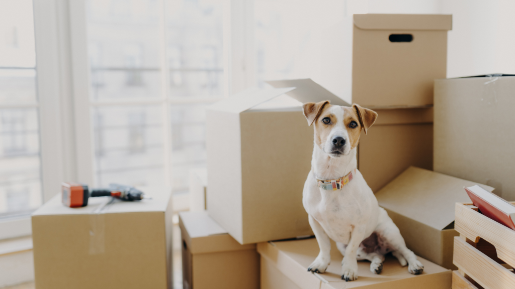 MOVING PETS TO AUSTRALIA IN 2023? HERE’S WHAT YOU NEED TO KNOW! - Plan4Australia